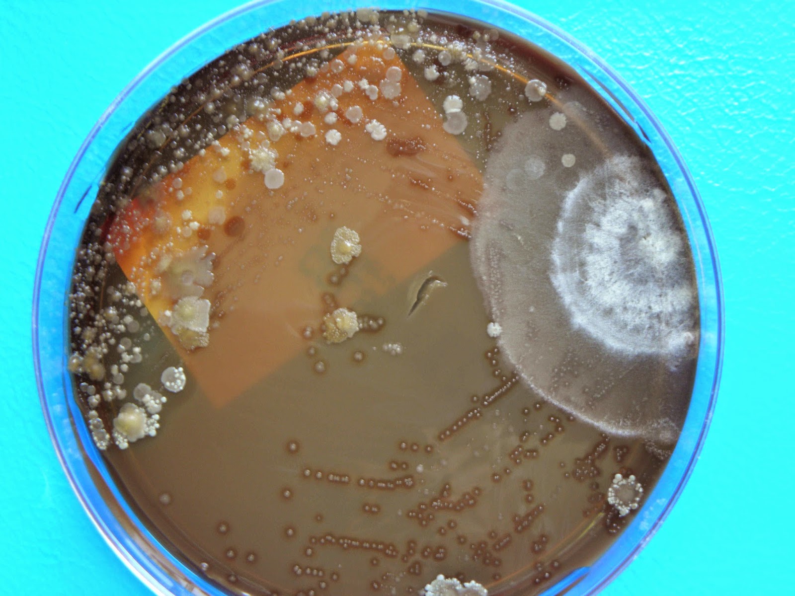 ATLAS MICOLOGIA: CONIDIOBOLUS CORONATUS