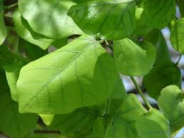 Herbal plants of Sri Lanka: Erabadu- Erythrina variegata (coral tree ...