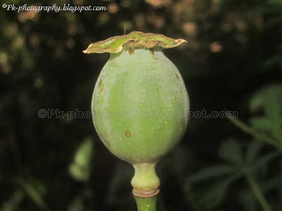Opium Poppy Pods | Nature, Cultural, and Travel Photography Blog