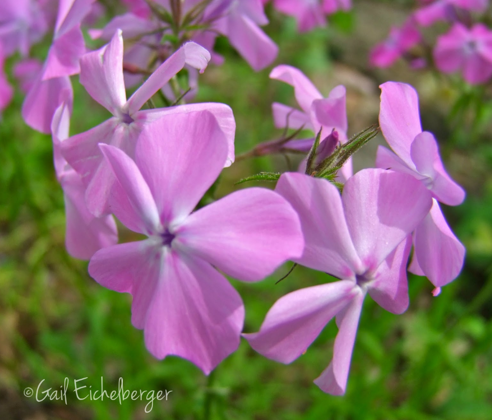 clay and limestone: Wildflower Wednesday: Phlox pilosa is still a star