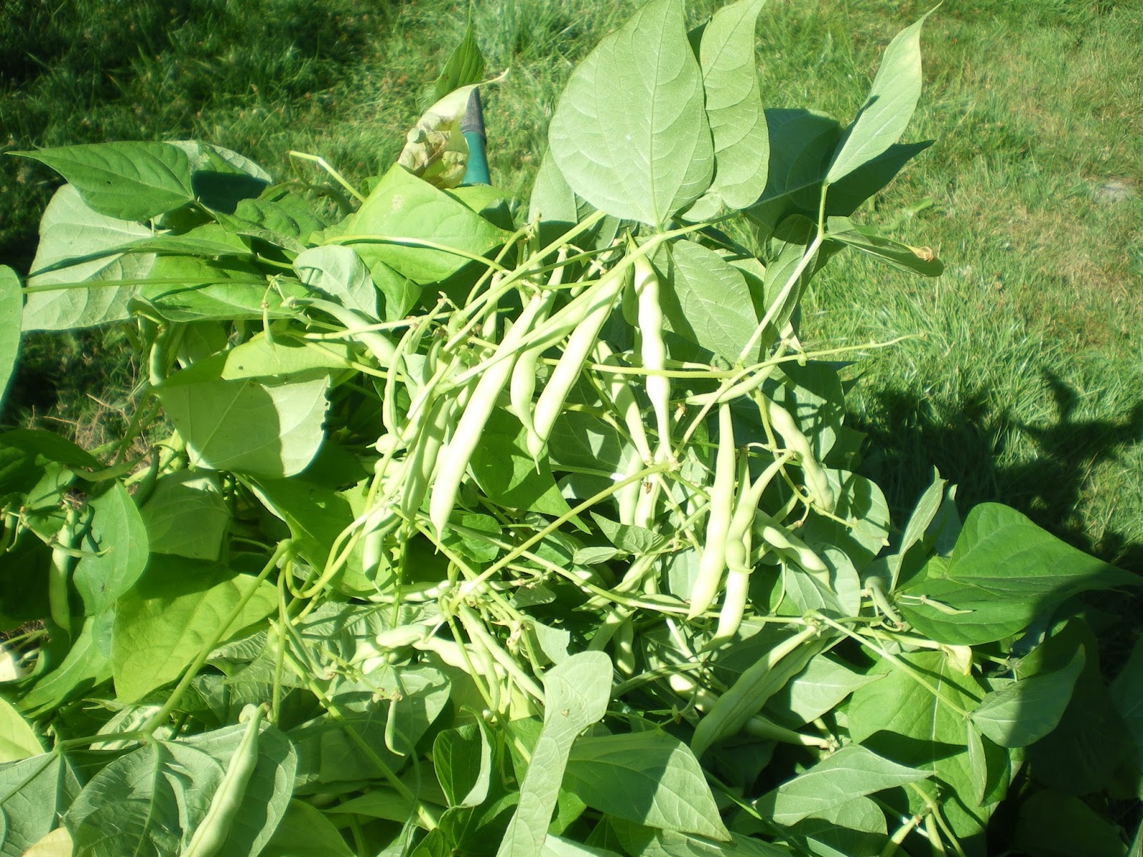 Mach dit ma jetze endlich!: Bohnen-Update - Ernte am 5. August