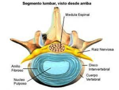 Sistema Músculo Esquelético: Avances relacionados con los discos ...