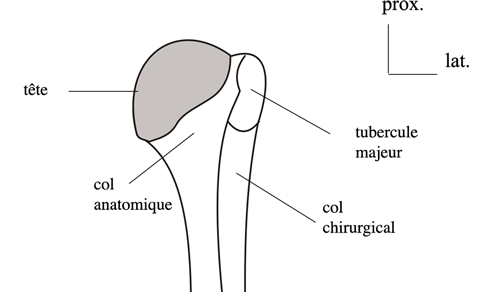 3- tubercule mineur