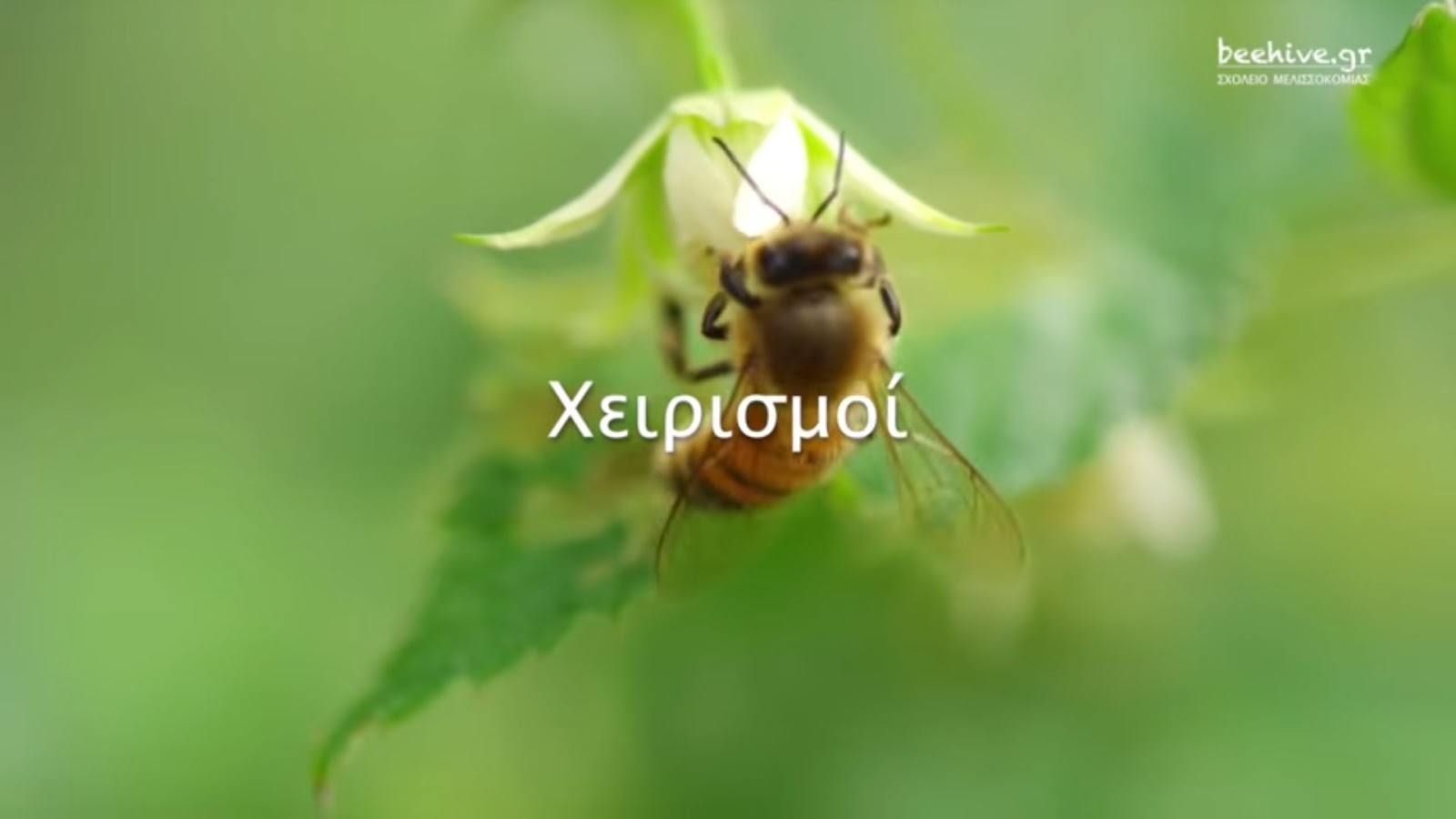 Εξέταση γόνου για ασθένειες (ΒΙΝΤΕΟ) - XΡΥΣΟ ΜΕΛΙ ΖΑΚΥΝΘΟΥ