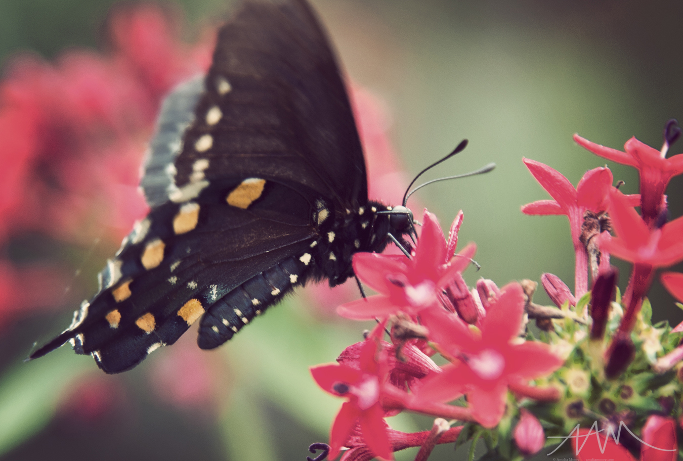 brain soup lust: LEPIDOPTEROPHOBIA