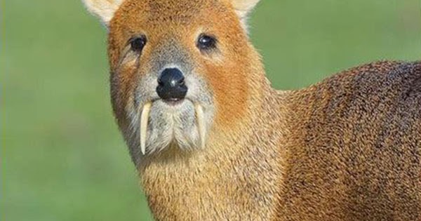 Fanged Deer Once Thought To Be Extinct Is Rediscovered In Vietnam