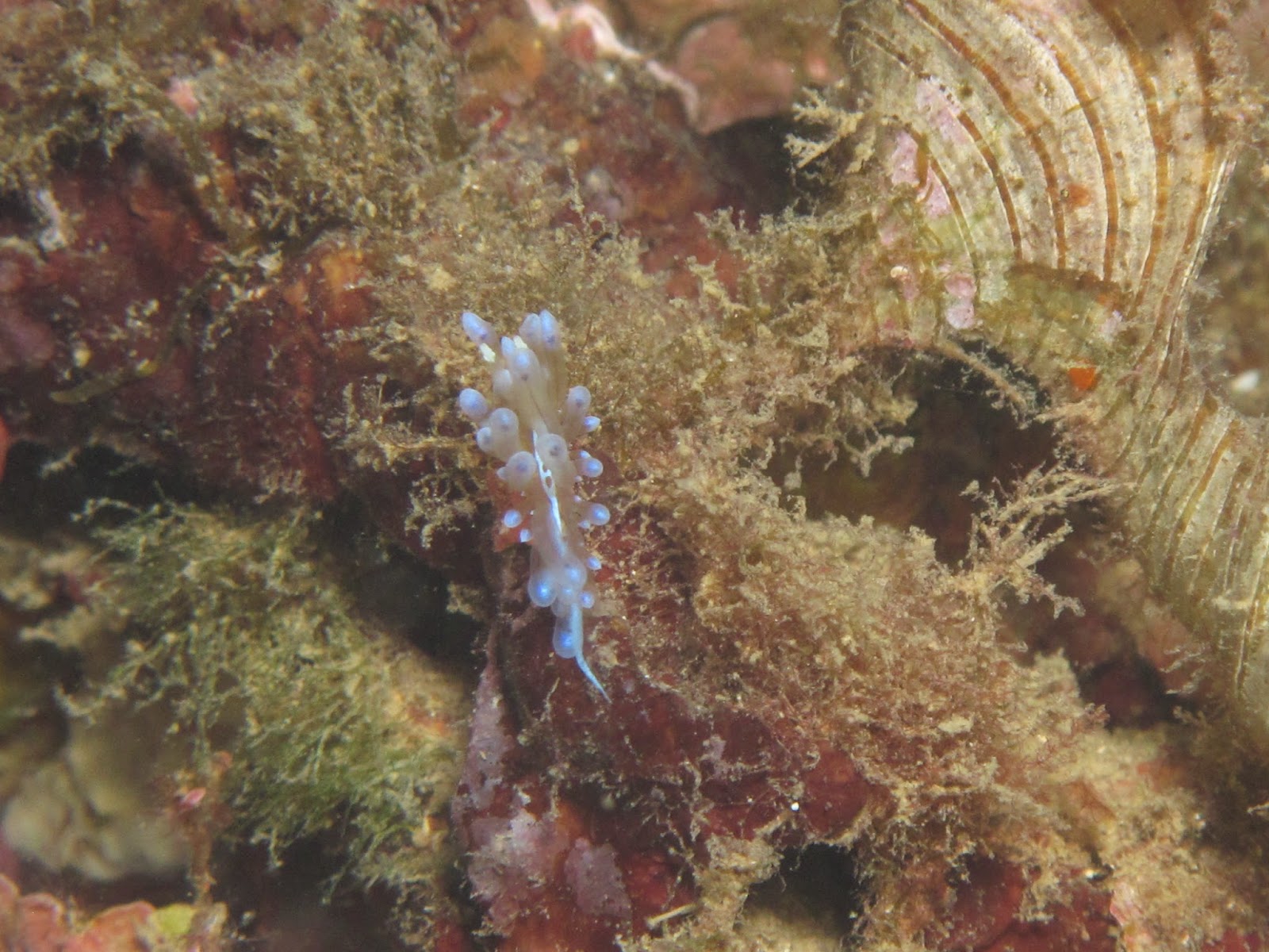 Iluminación Profunda: Nudibranquio Janolus cristatus Janolus cristatus ...