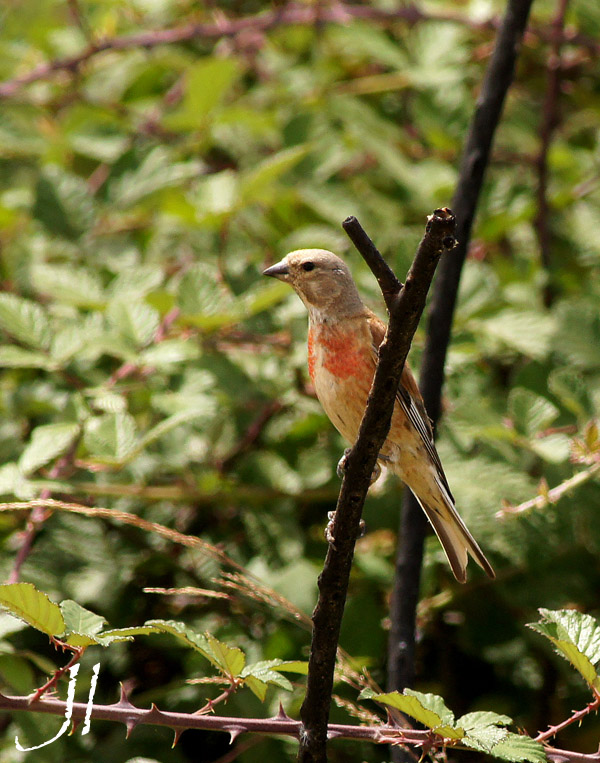 Imágenes de nuestra fauna: Pardillo común (Carduelis cannabina)
