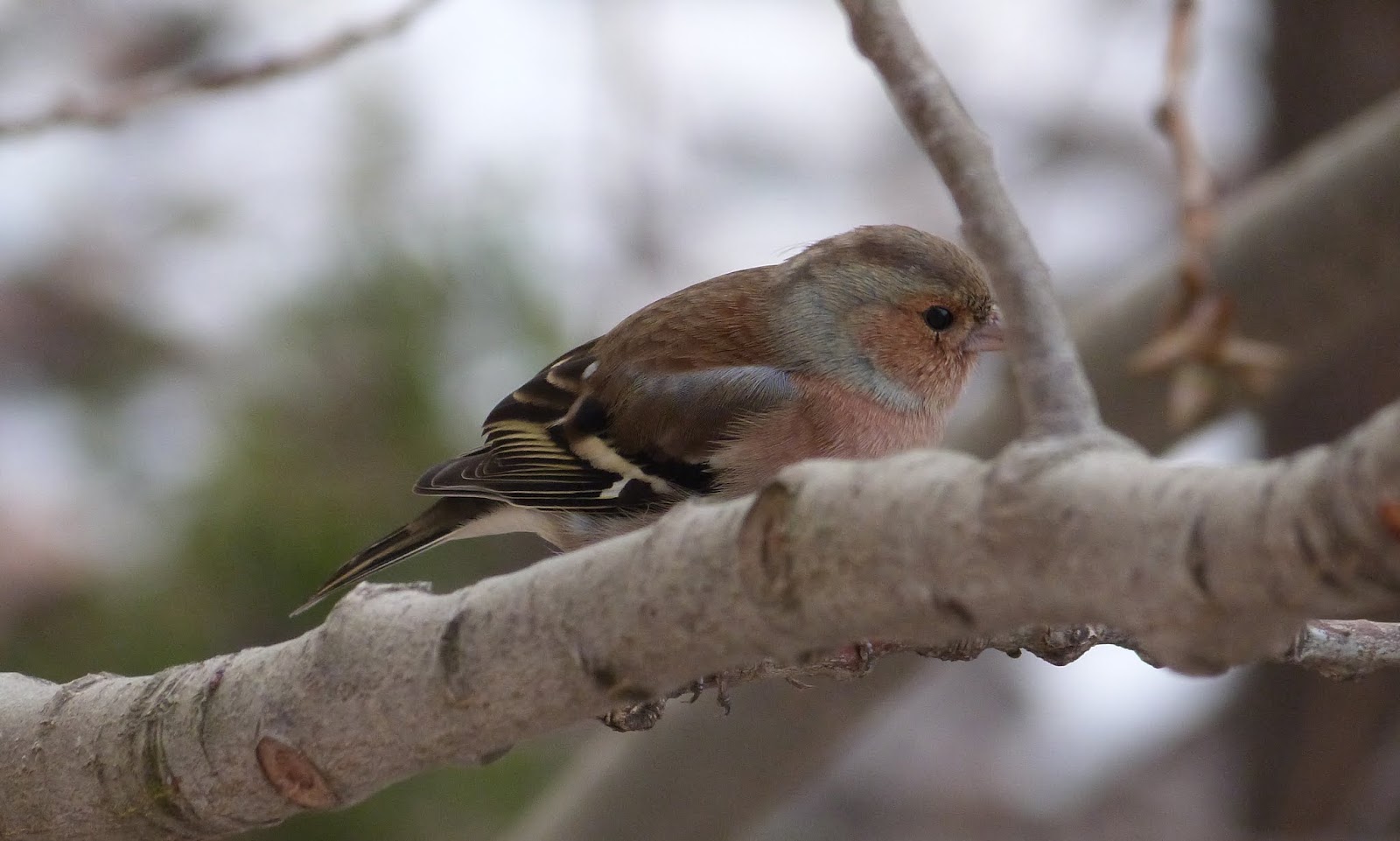 Frumusetile naturii: Cinteza (Fringilla coelebs)