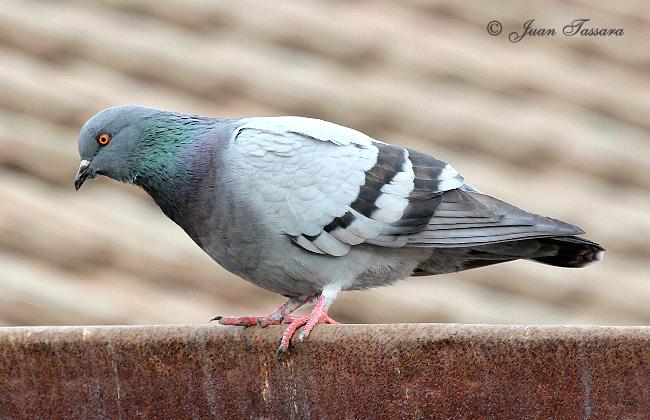 Imágenes de Pájaros: Palomas