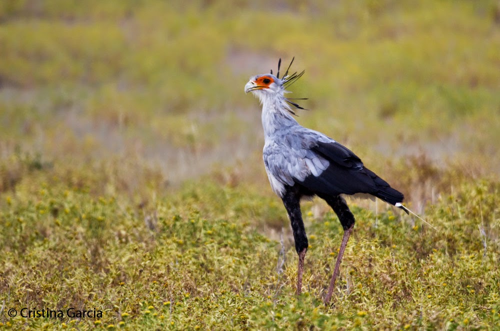 SECRETARY BIRD photos - wallpapers | the fun bank