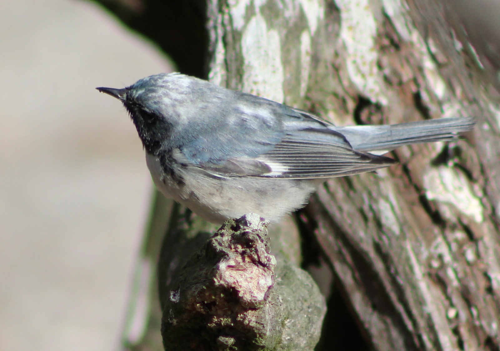 Los Farallones: Partial Amelanism or Albinism: Not So Black and White