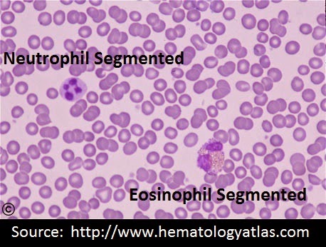 Lab Atlas: Neutrophil Segmented