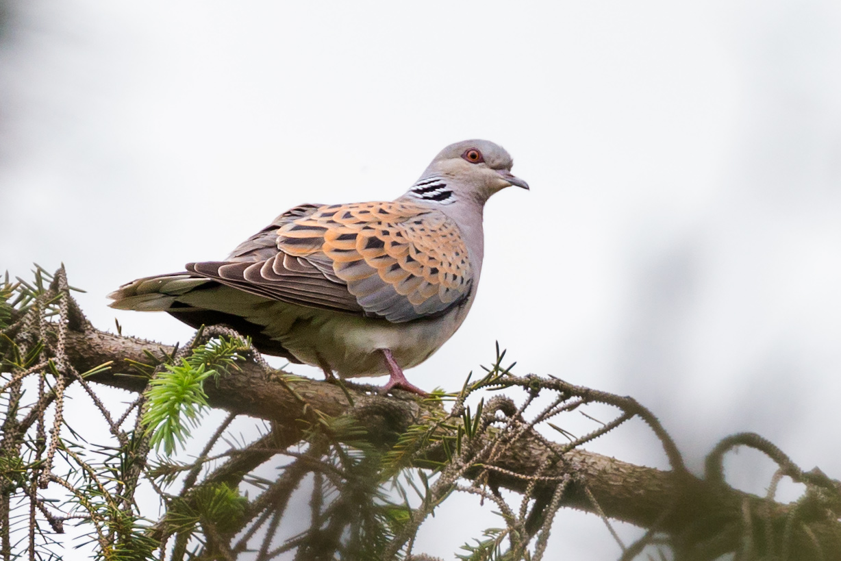 Darley Dale Wildlife: Turtle Dove - Matlock Forest