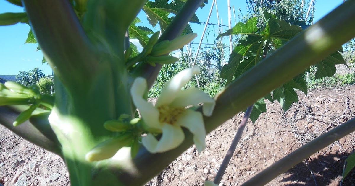naturconsejos: PAPAYO (Carica papaya)