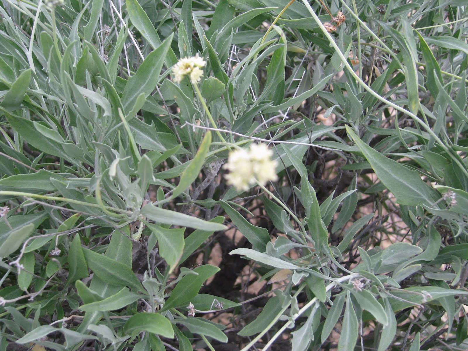 Flora of the Christmas Mountains, Brewster Co. TX