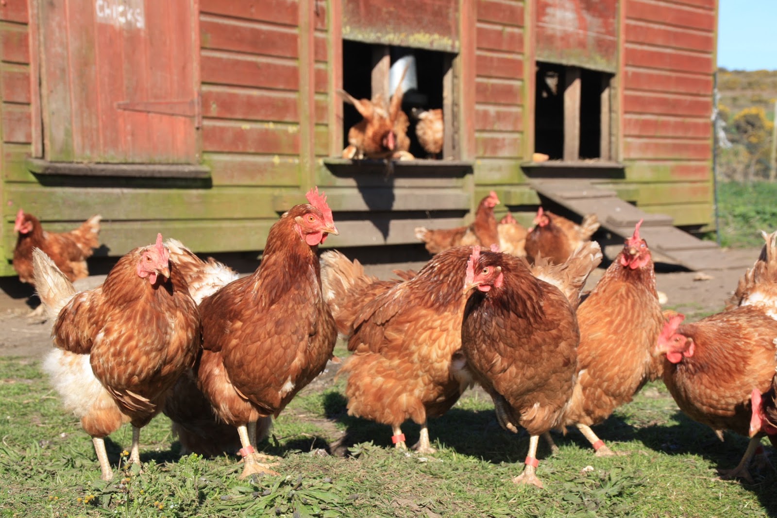 Bosavern Community Farm: Re-homing hens