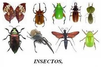 Universo Animal: El fascinante mundo de los insectos