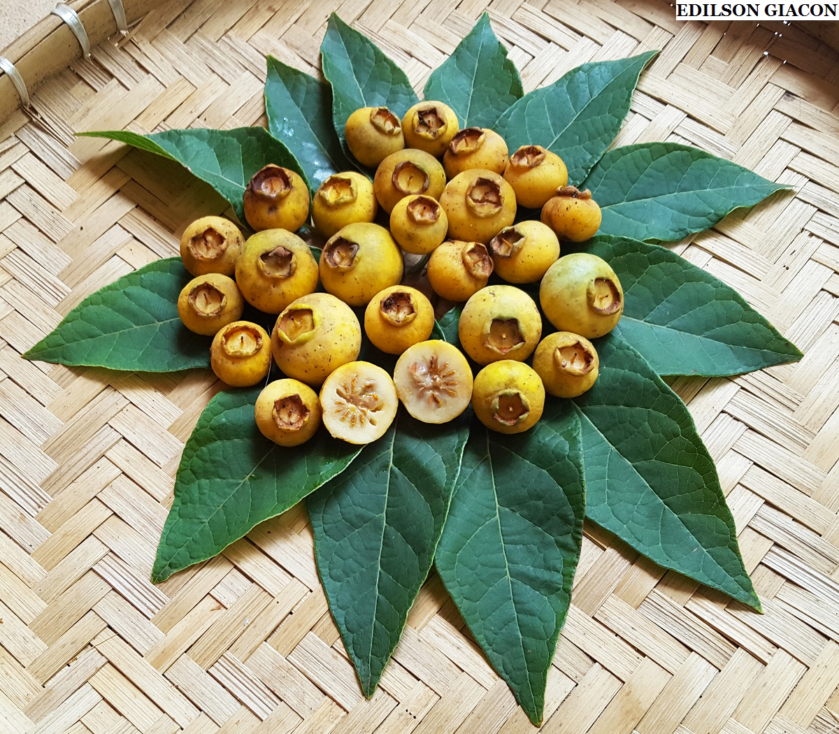 Viveiro Ciprest - Plantas Nativas e Exóticas: Guabiroba Amarela Folha ...