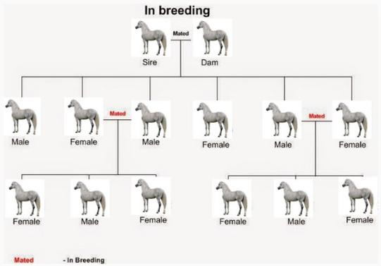 Interest Inbreeding And Advantages And Disadvantages In Livestock