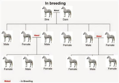 Interest Inbreeding And Advantages And Disadvantages In Livestock