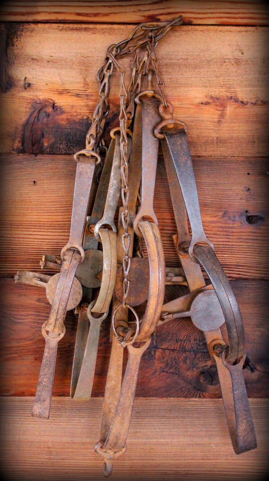 Woodland Wisdom: Trapping Wisdom of the Past