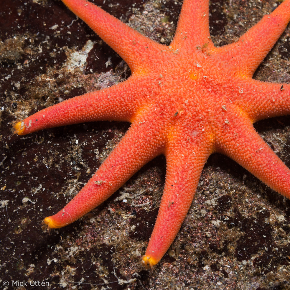 Mick's marine biology: Sea stars of Vancouver Island - part 1