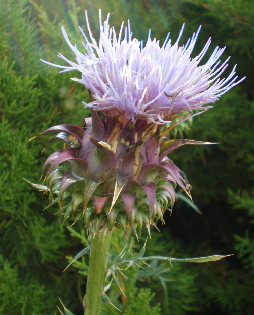 Plantas e Flores do Areal: Cynara humilis L.