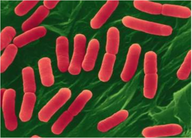 HIGIENE I ALIMENTS: Coliformes