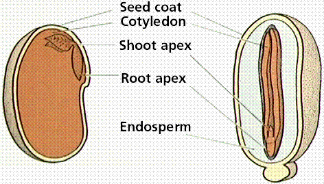 PENGERTIAN DEFINISI ISTILAH ARTI KATA: Endosperm dalam Biji