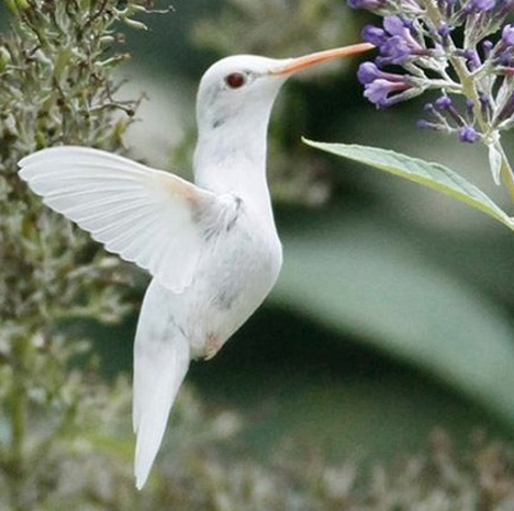 chippep: ALBINO HUMMINGBIRD