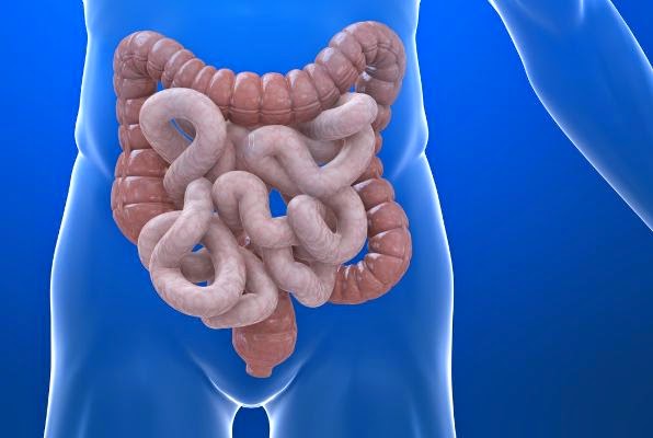 Ziveti sa Prirodom: U crijevima možda imate čak 15 kila otrova! E, pa ...