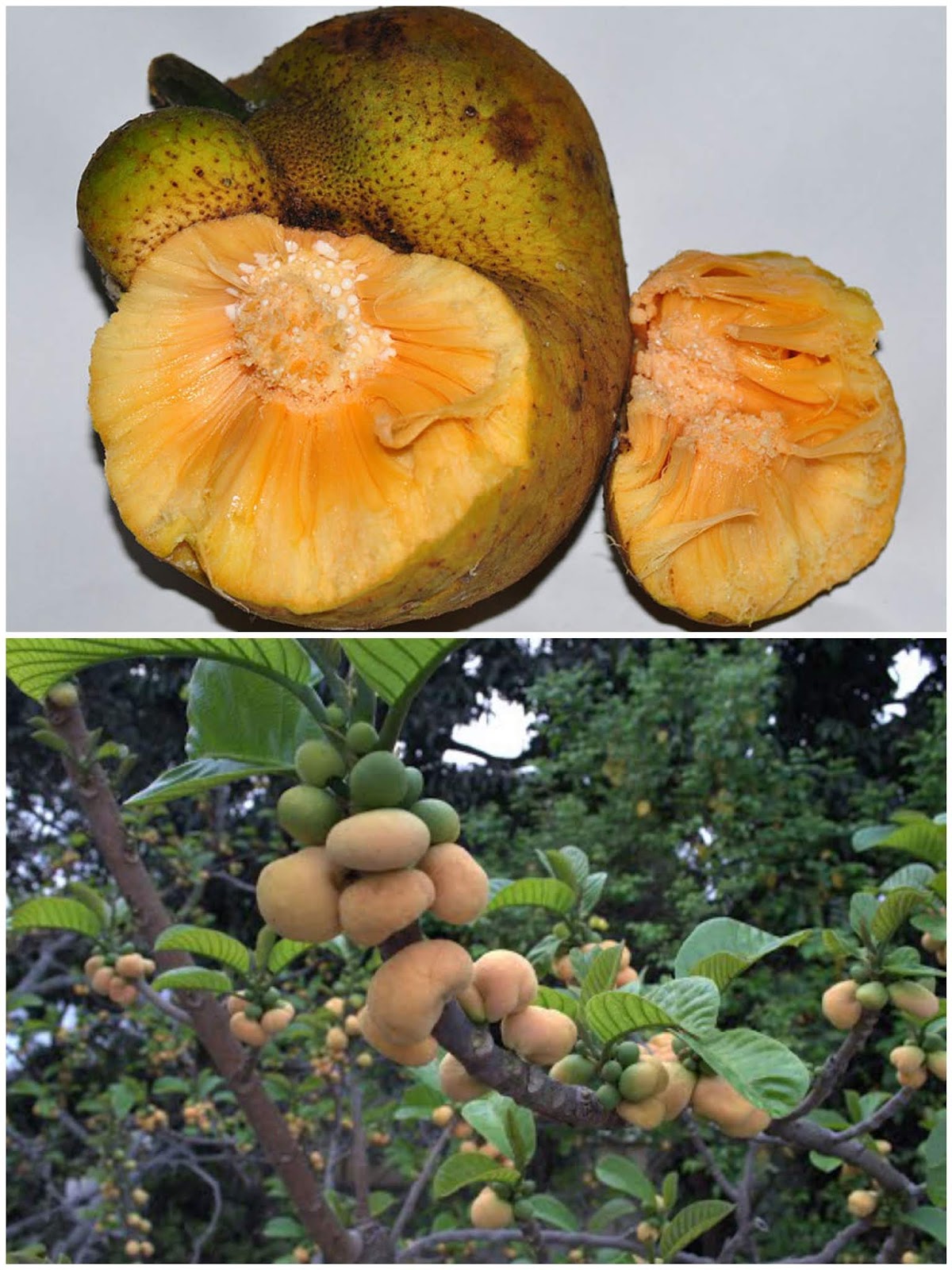 Jaca de Macaco (Artocarpus lacucha)