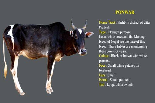நம் நாட்டு மாடுகள் (BULL AND COW)