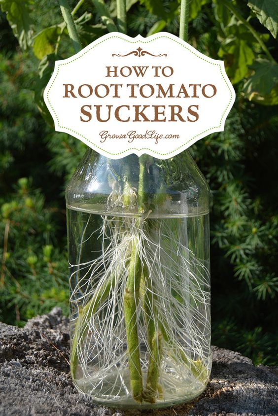 How to Root Tomato Suckers and Grow New Plants ~ Gardening Stuff
