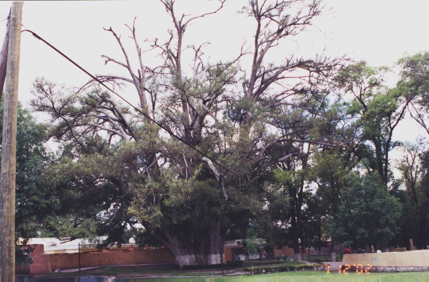 VENERABLES ÁRBOLES : El Sabino de Zimapán, México