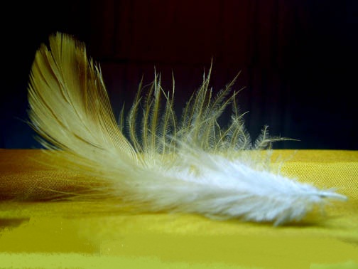 ☆Mágico y Celestial☆: La Pluma de un Ángel