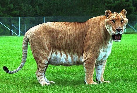 7 Hybrid animals that will blow your Mind - Afro9jaland