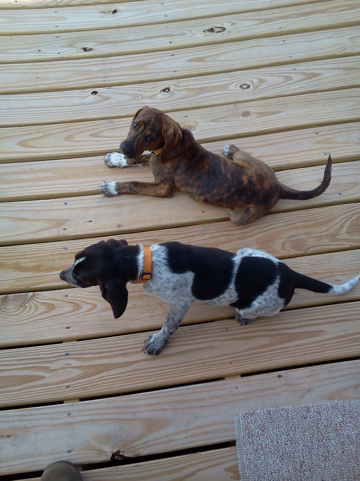 Welcome To My World. Back-To Basics: I LOVE MY HOMESTEAD! "HB"