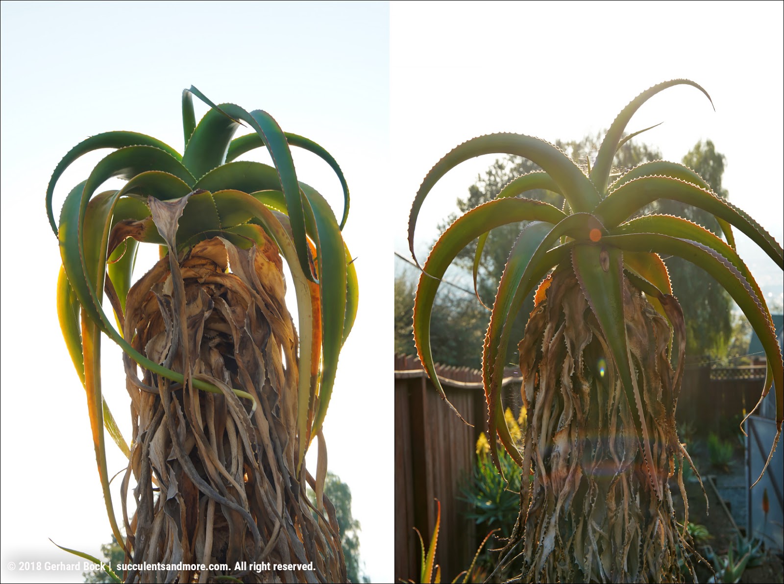 John Miller's Oakland aloe garden (Institute for Aloe Studies)