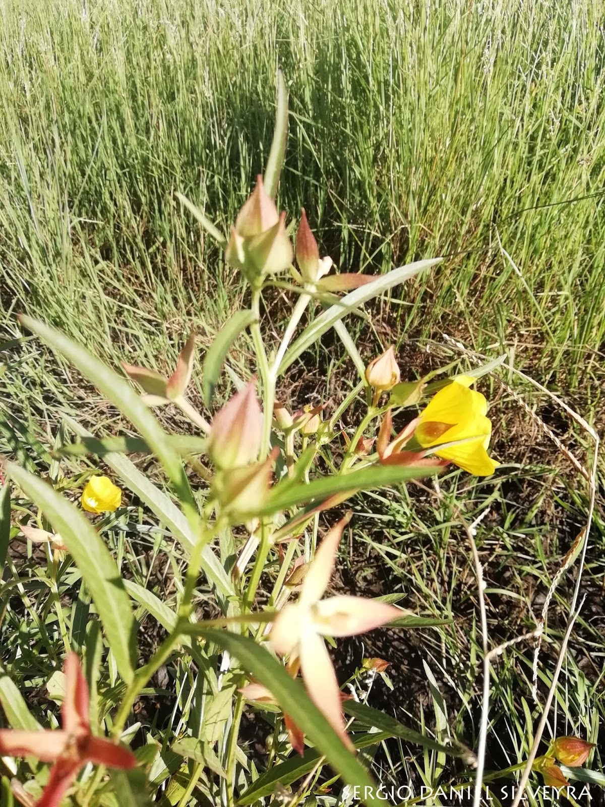 Flora Nativa de Entre Rios