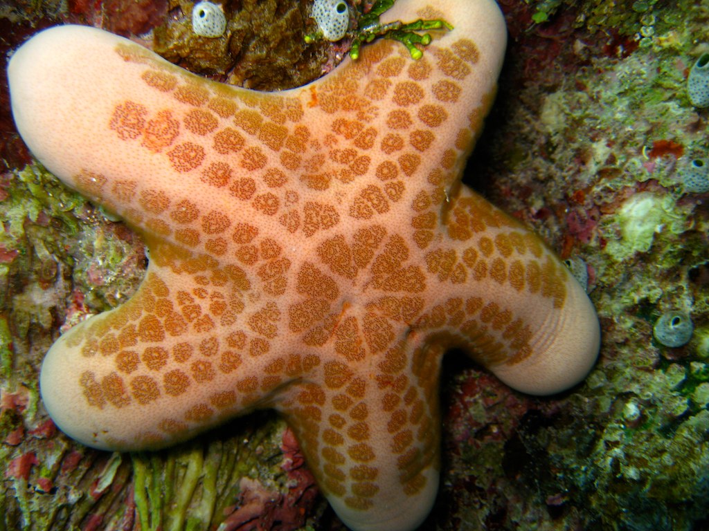 Real Monstrosities: Granulated Starfish