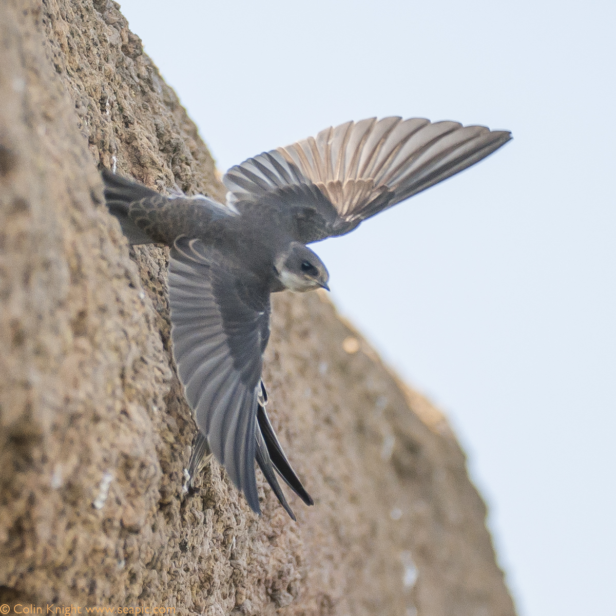 Postcards from Sussex: Sand Martins in flight