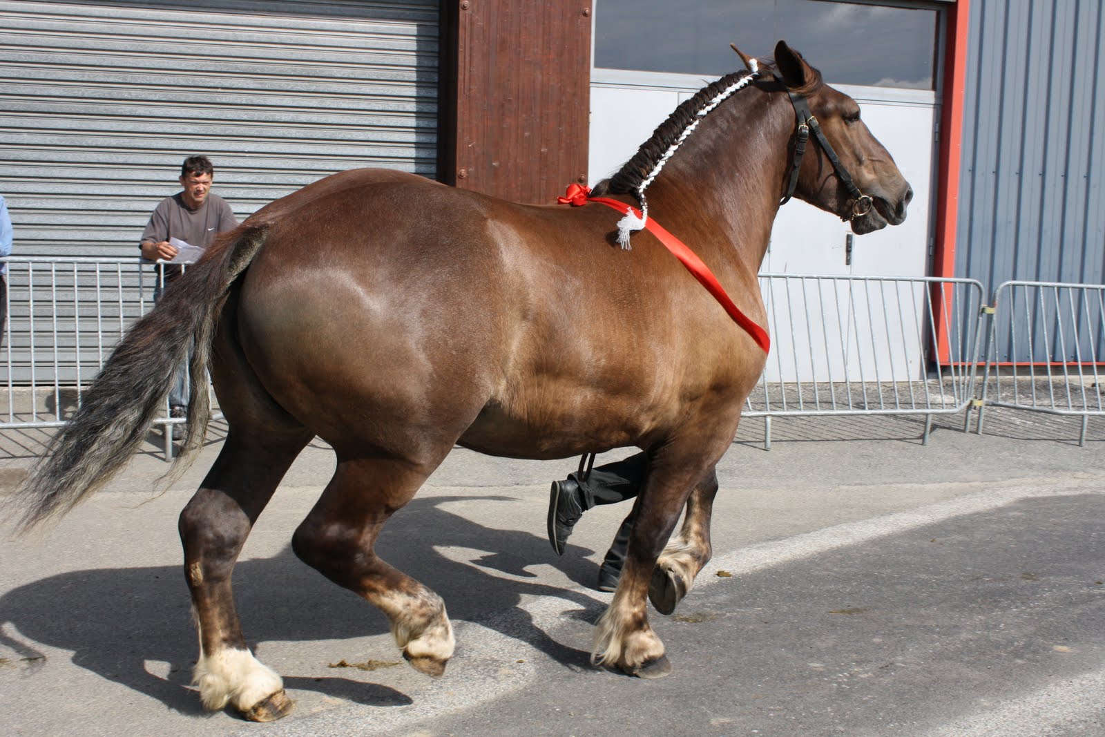 Trait et Postier Breton: Concours de Pouliches Loudéac juillet 2011