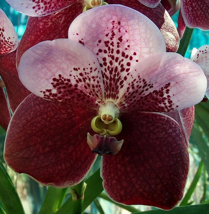 Flower Facts - All About Flowers!: The Queen of Philippine Orchids as ...