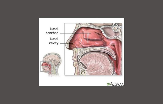 Hidung : Pengertian, Struktur, Fungsi, Cara Kerja - Asep Respati
