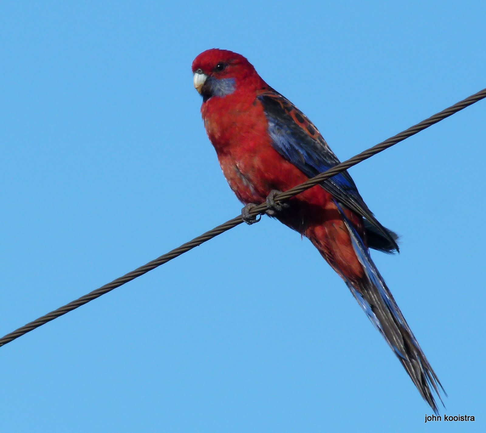 QUEENSLAND BIRDER - Birds and the natural world at home and away.