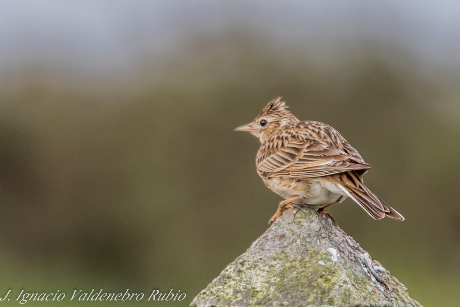 DocNatureBlog: El ave que no para de cantar en sus increíbles ascensos ...