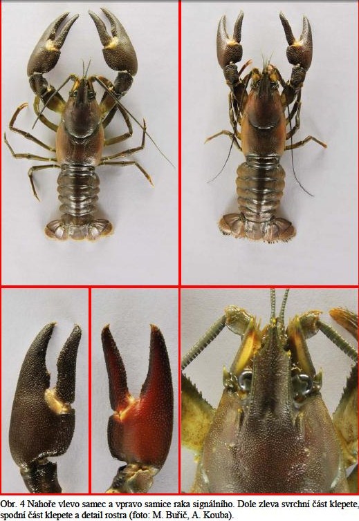 Poznávačka: Členovci - korýši, klepítkatci (pavouci, sekáči, roztoči ...