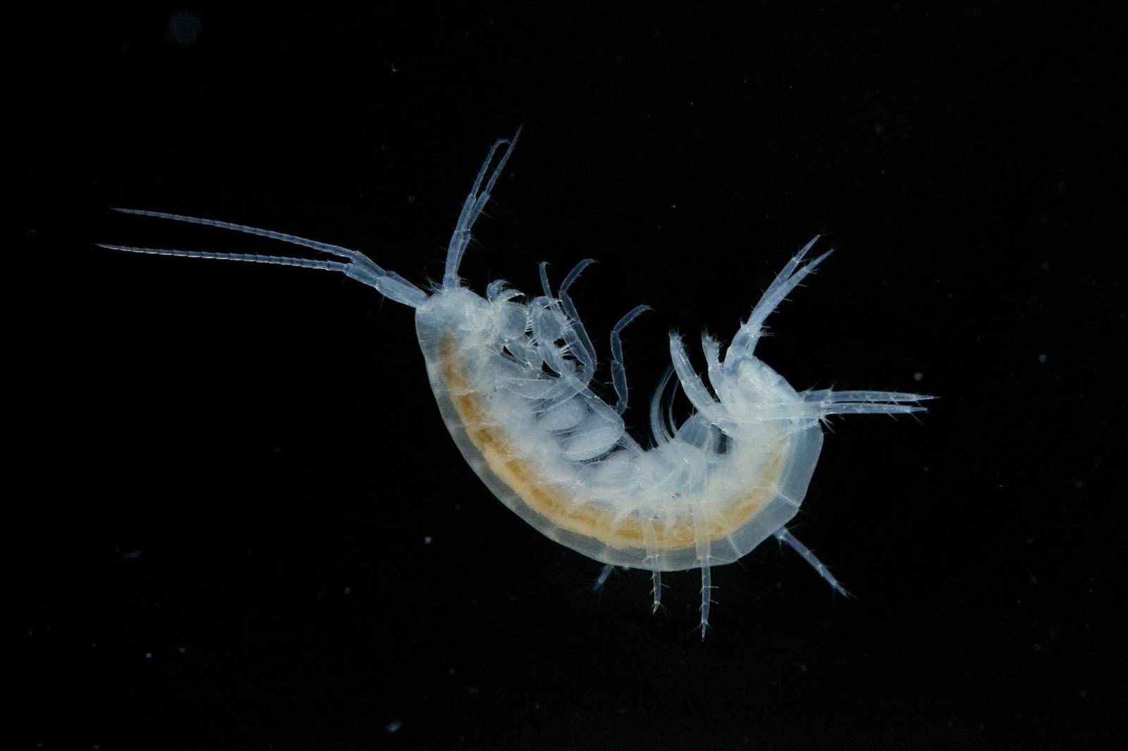 Catalogue of Organisms: Niphargus